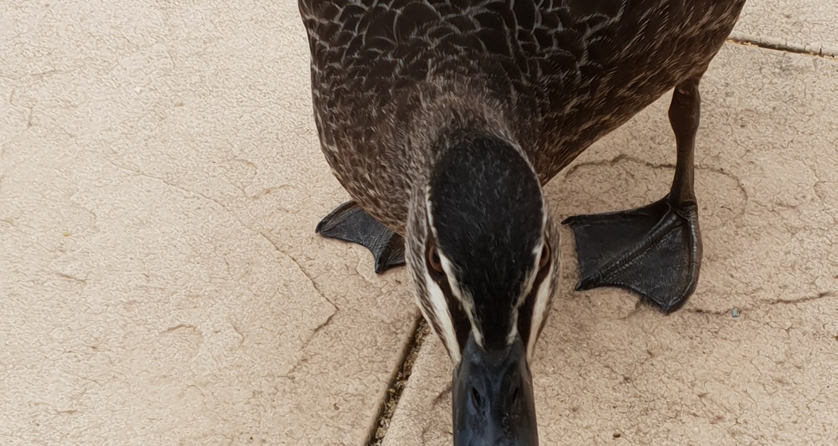 The naming of ducks: the philosophy of ducks – Suburban Leaves