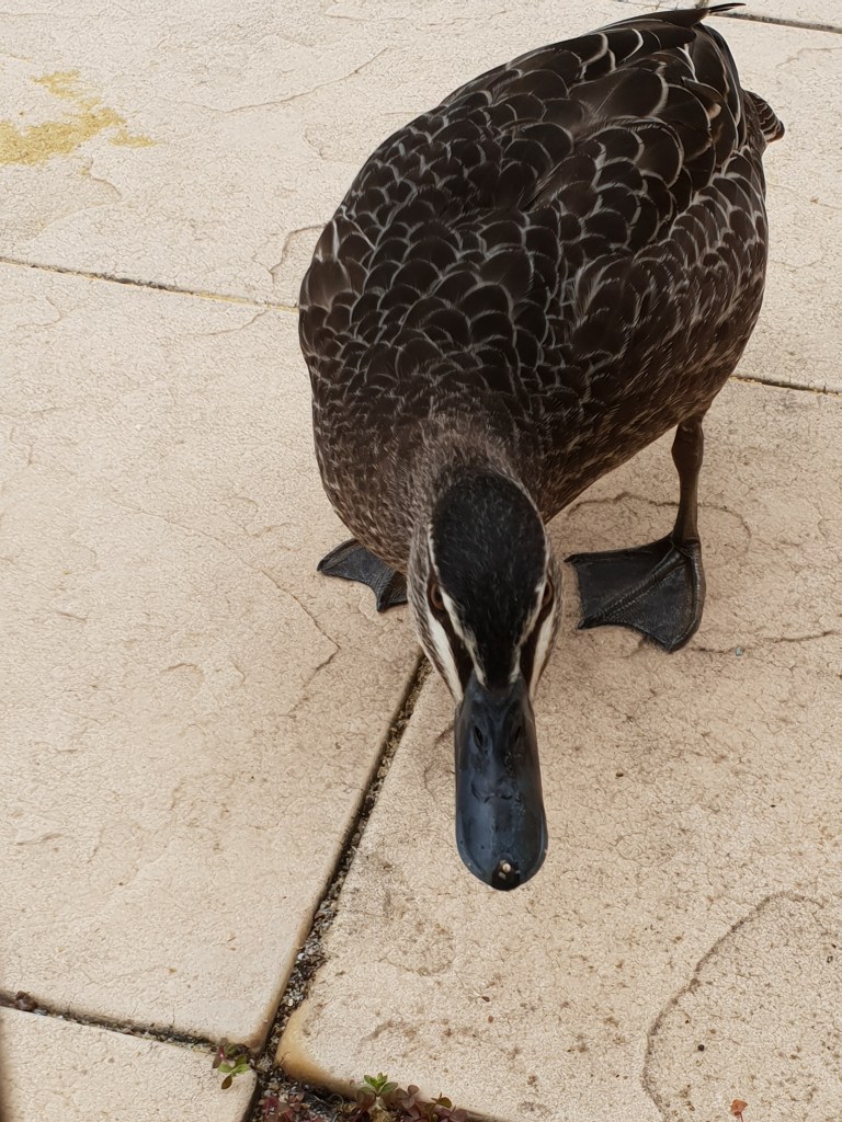 The naming of ducks: the philosophy of ducks – Suburban Leaves